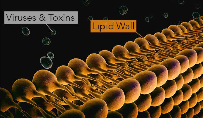 Membrane Integrity Factor - Official Website - secure ...